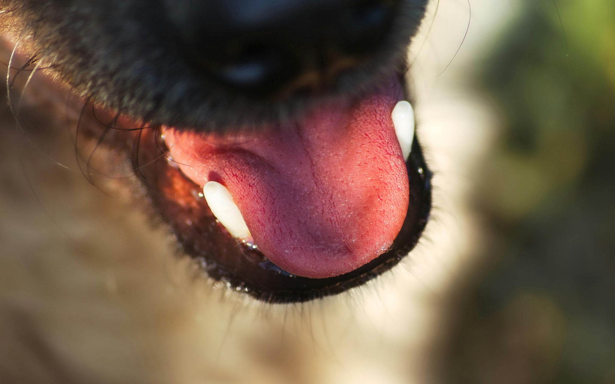 Schwitzen Hunde Ber Die Zunge
